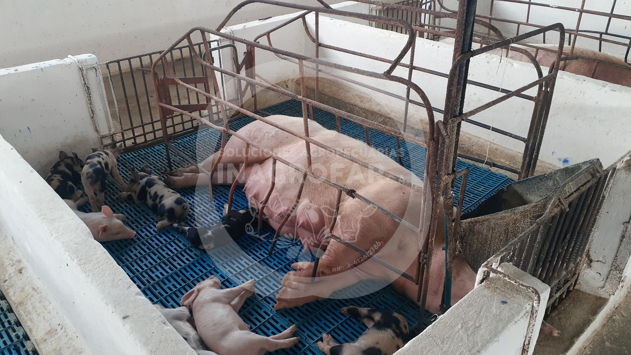 Inagrofar - Manejo aplicado al lechón recién nacido