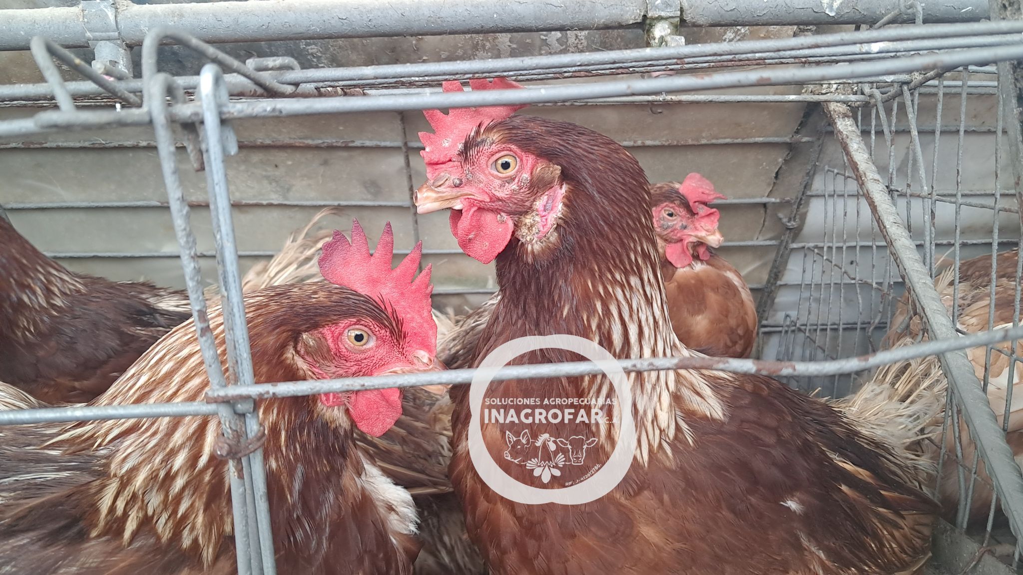 Inagrofar - La viruela aviar y su impacto en la producción avícola